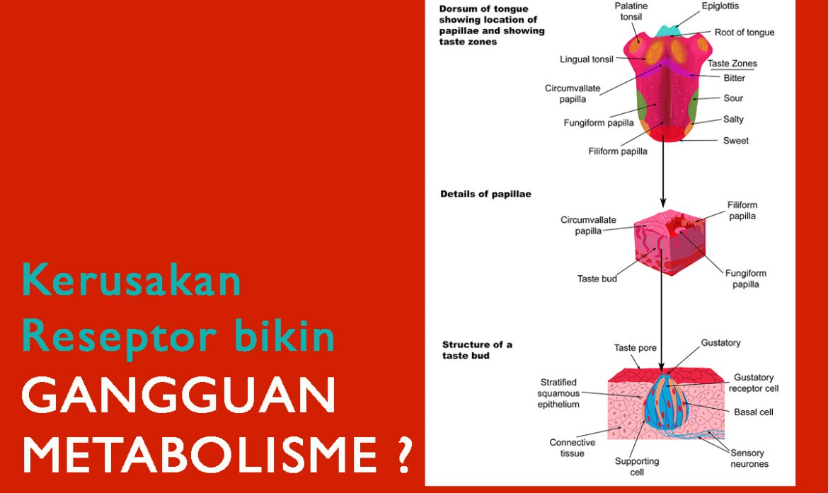 Rusaknya reseptor pengecap/rasa di lidah terkait dengan gangguan ...