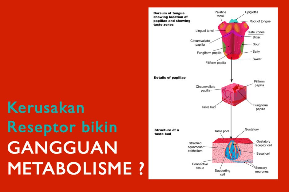Rusaknya reseptor pengecap/rasa di lidah terkait dengan gangguan ...